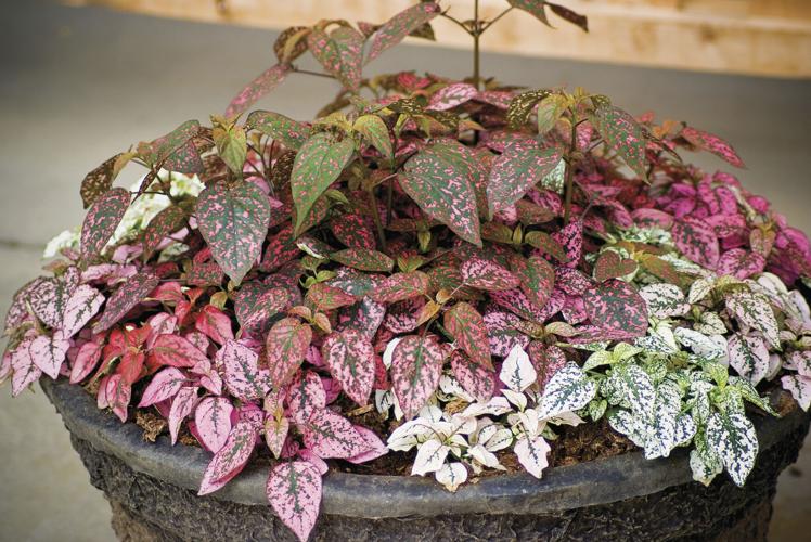How To Paint With Foilage: Flowers Aren't The Only Way To Add Color To ...