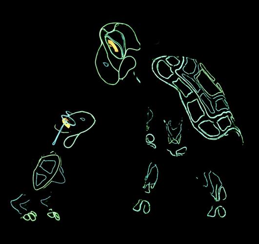 Lightwire Theater's 'Tortoise And Hare' Coming To NPAC | ACCENT ...