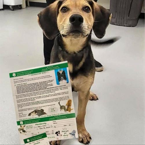 At The Shelter: Humane Society's Annual Membership Drive Underway ...