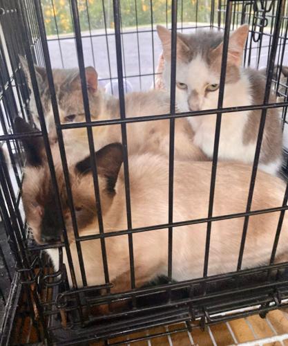 ANIMAL TALK: Cats Arrive At GGCHS On The 'Orange Cat Bus' | Animal Talk ...