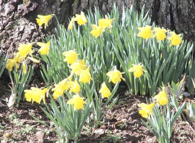 Hopeful Sign Of Spring | Local News | greenevillesun.com