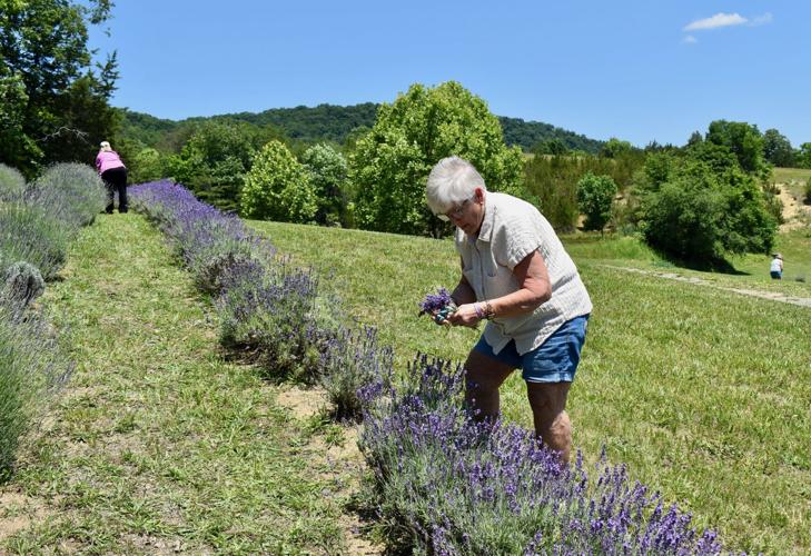 Lavender farm in Bulls Gap holds season's pick-your-own opening day ...