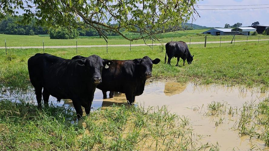 Hot Days. Cool Cows. | Local News | greenevillesun.com