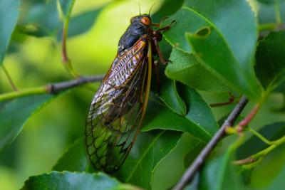 Cicadas Of Brood XIV Emerge In Greene County | Local News ...