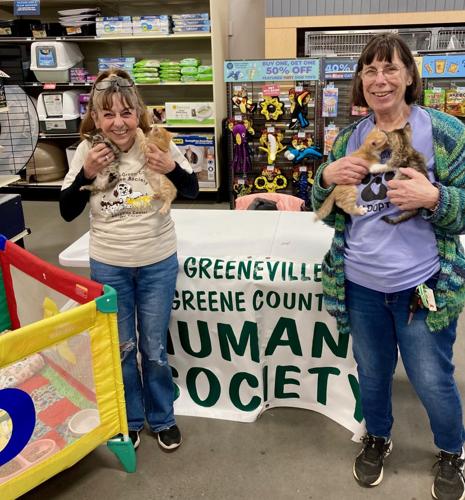 ANIMAL TALK: Petsense Is Host For Adoptable Cats | Animal Talk ...