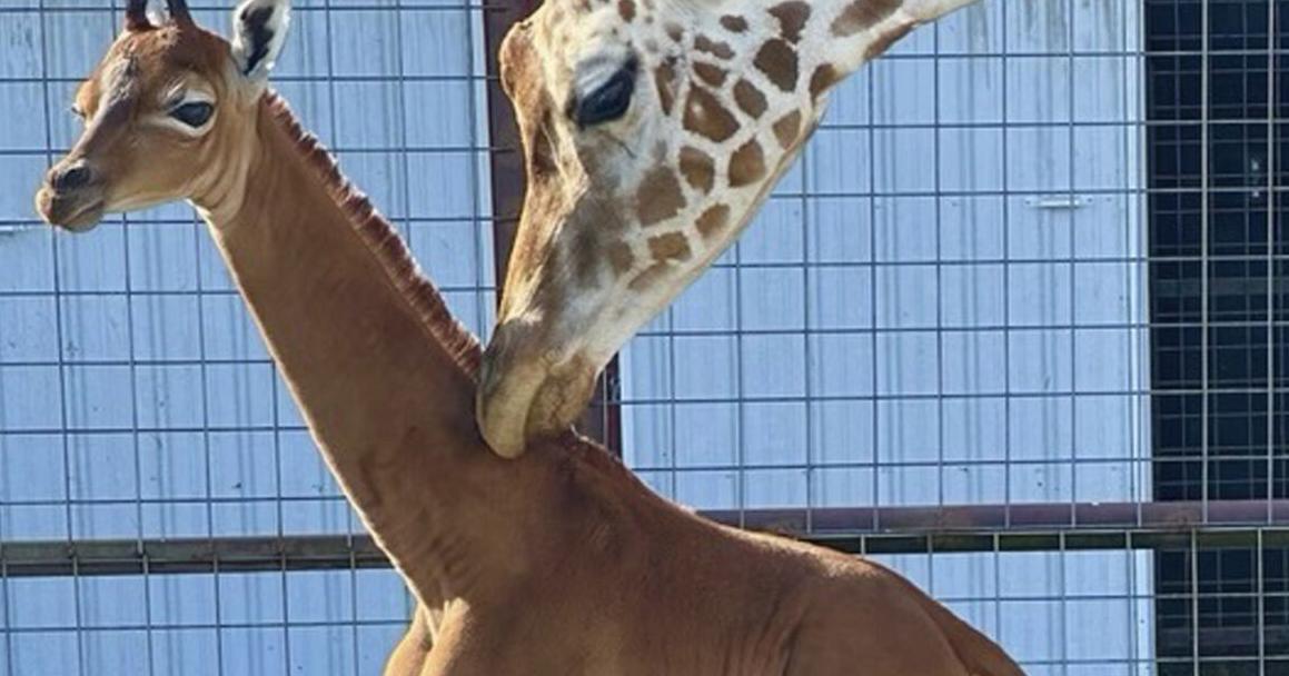 Rare Spotless Giraffe Dies At Brights Zoo | Local News | greenevillesun.com