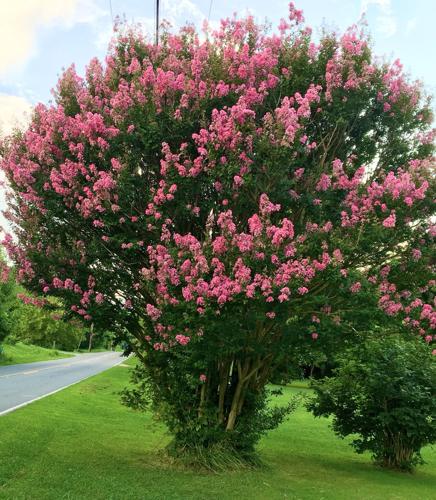 The Garden Gate: Are You Guilty Of 'Crepe Murder?' | ACCENT ...