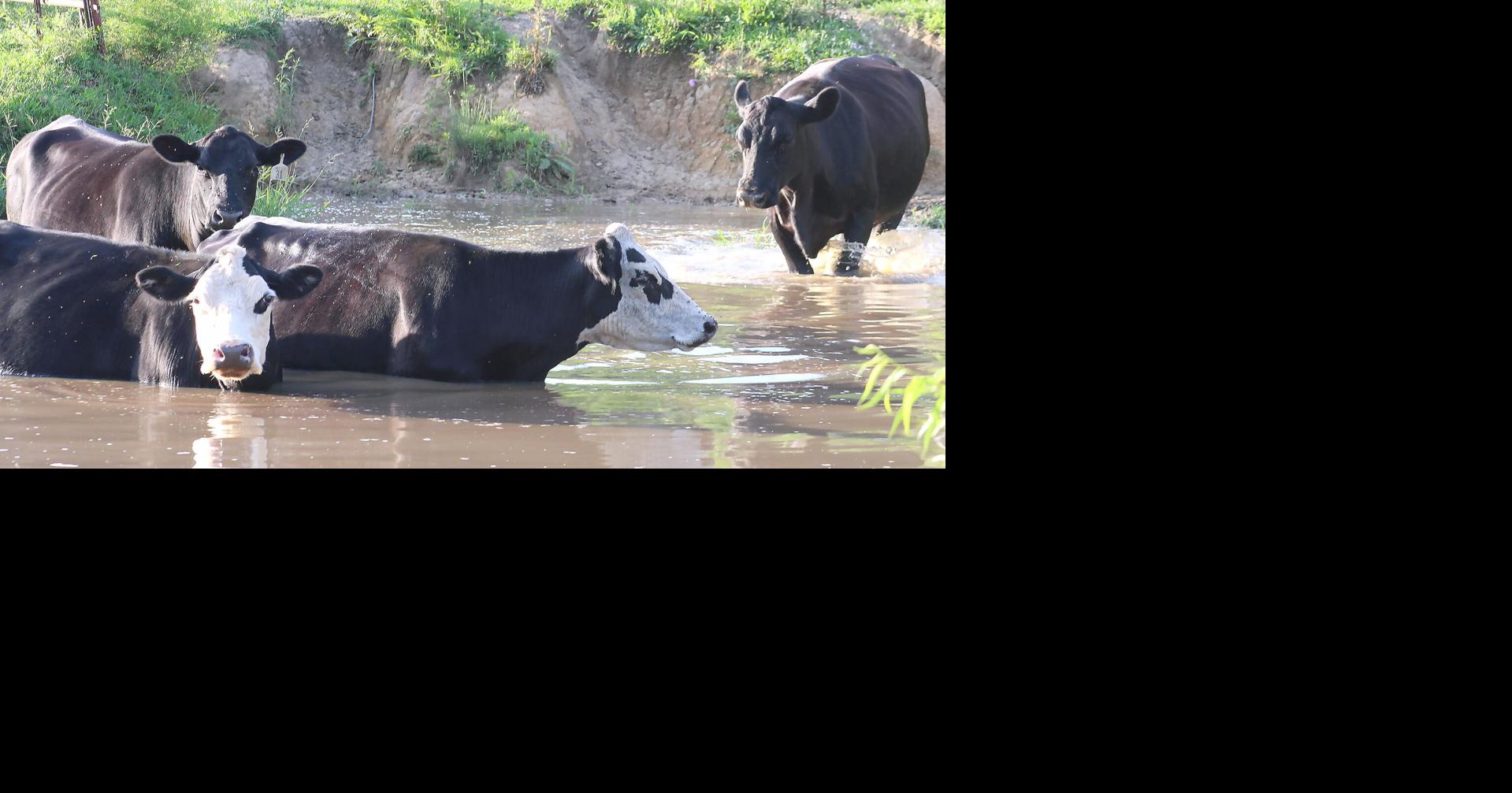 Cows Cool Off In Sweltering Heat | Local News | greenevillesun.com
