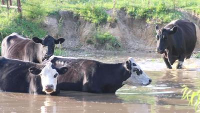 Cows Cool Off In Sweltering Heat | Local News | greenevillesun.com