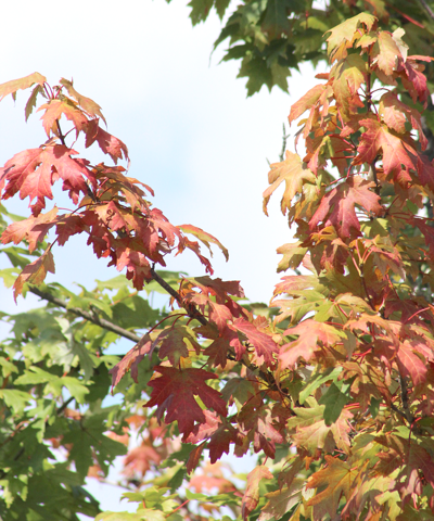 Fall Foliage Begins To Show In Greene County | Local News ...