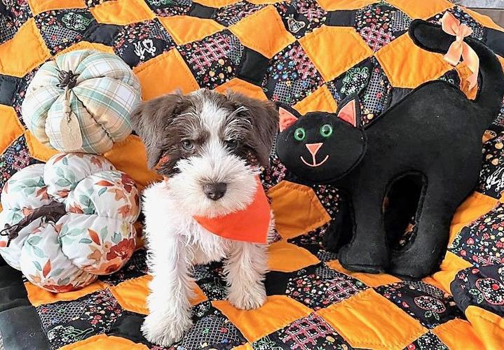At The Shelter: A Sad Goodbye And Howl-O-Ween Contest Update | ACCENT ...