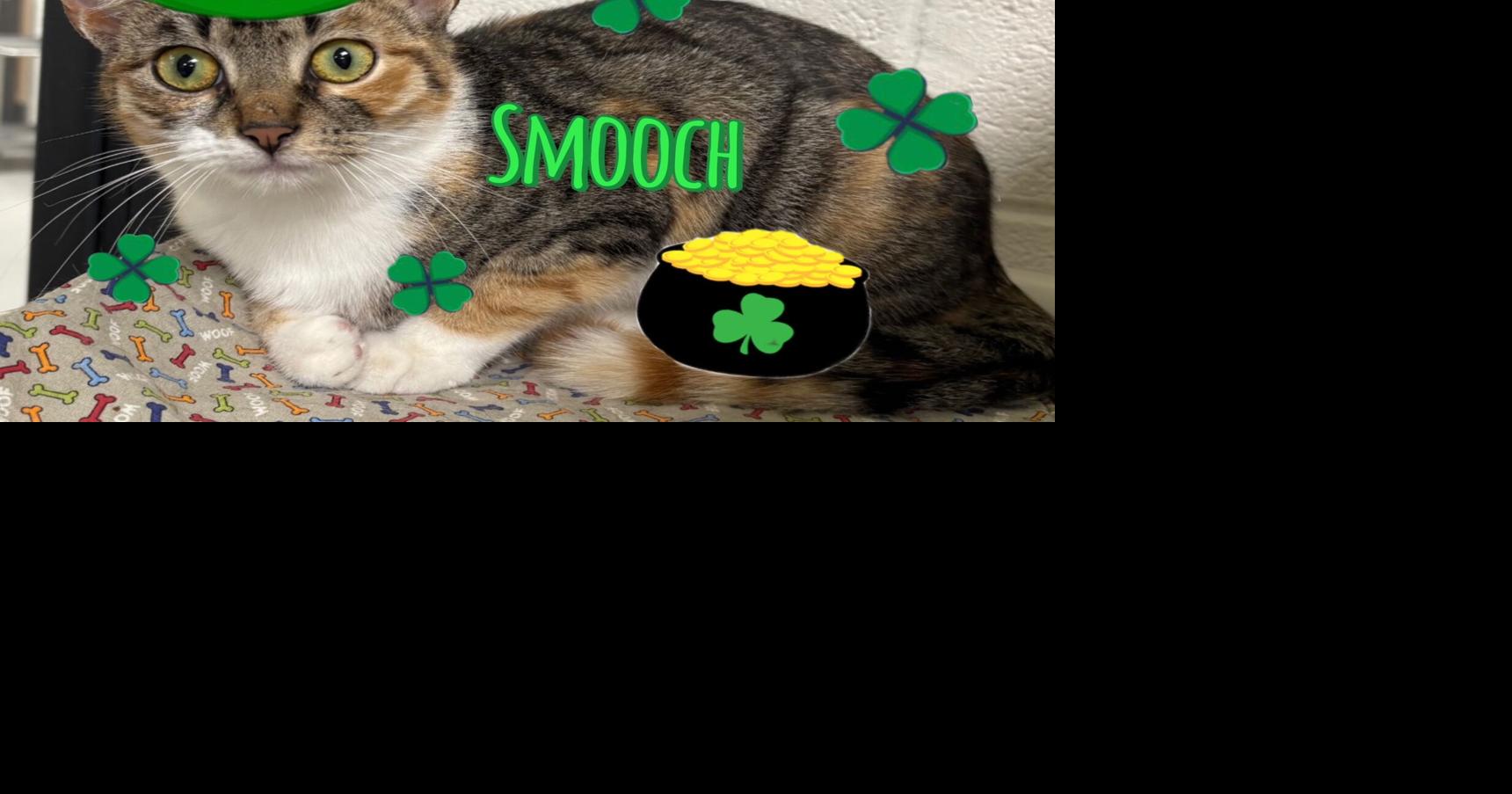 AT THE SHELTER: Dogs and Cats Celebrate Saint Patrick's Day! | ACCENT ...
