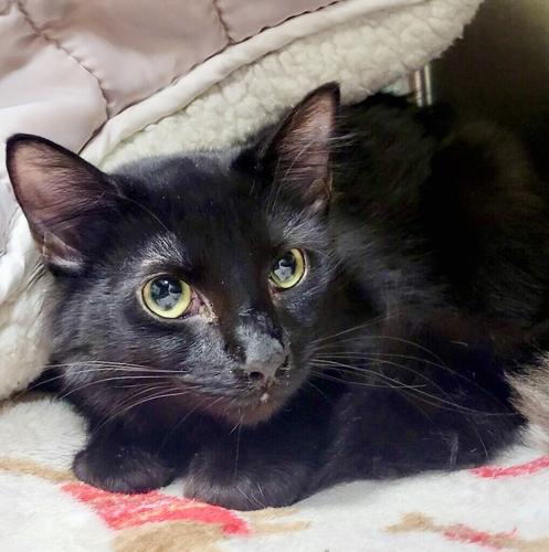 At The Shelter: Petsense Is Host For Adoptable Cats | ACCENT ...