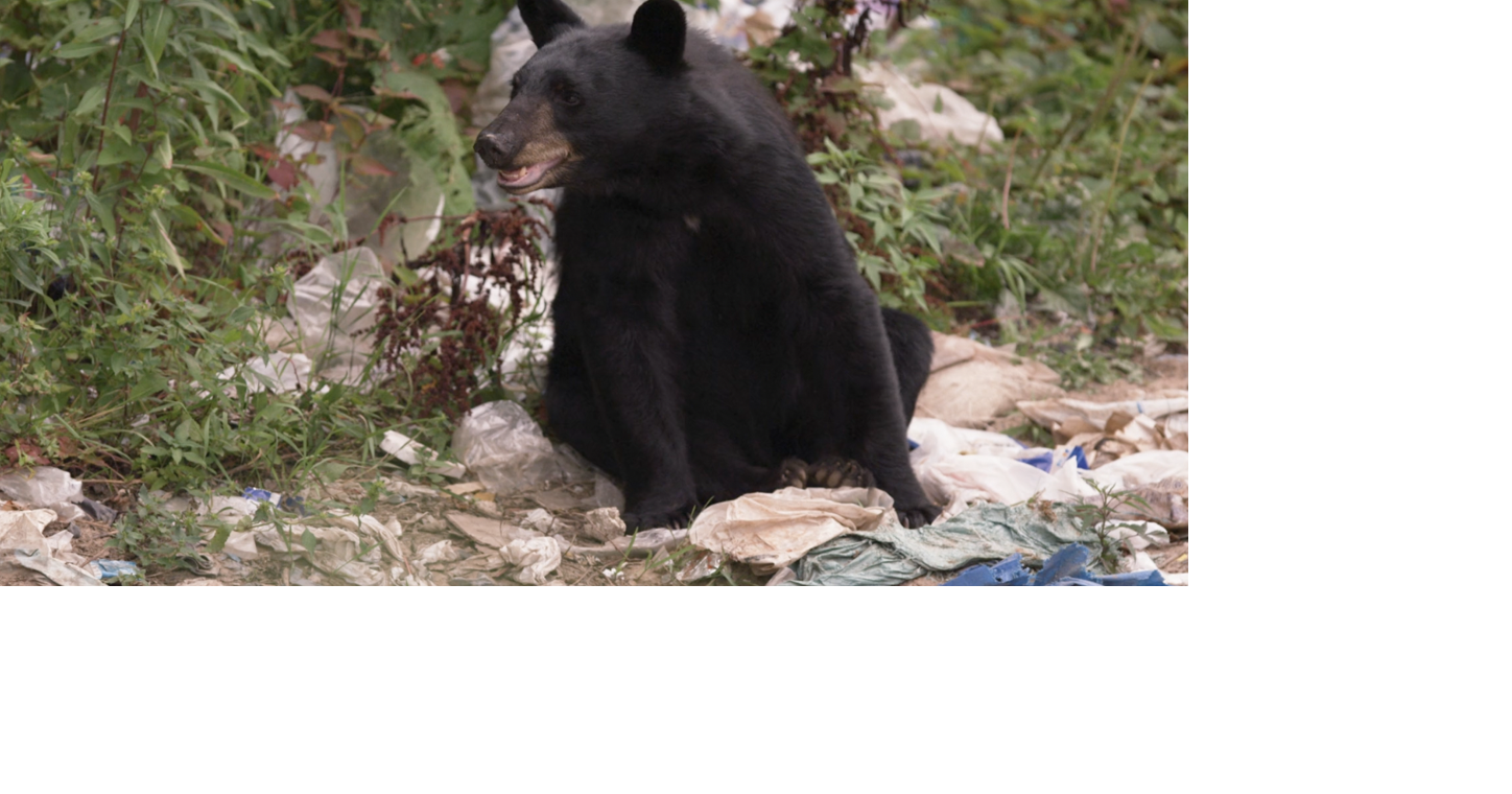 Vigilance Urged Where Bears Tread In Tennessee | Local News ...