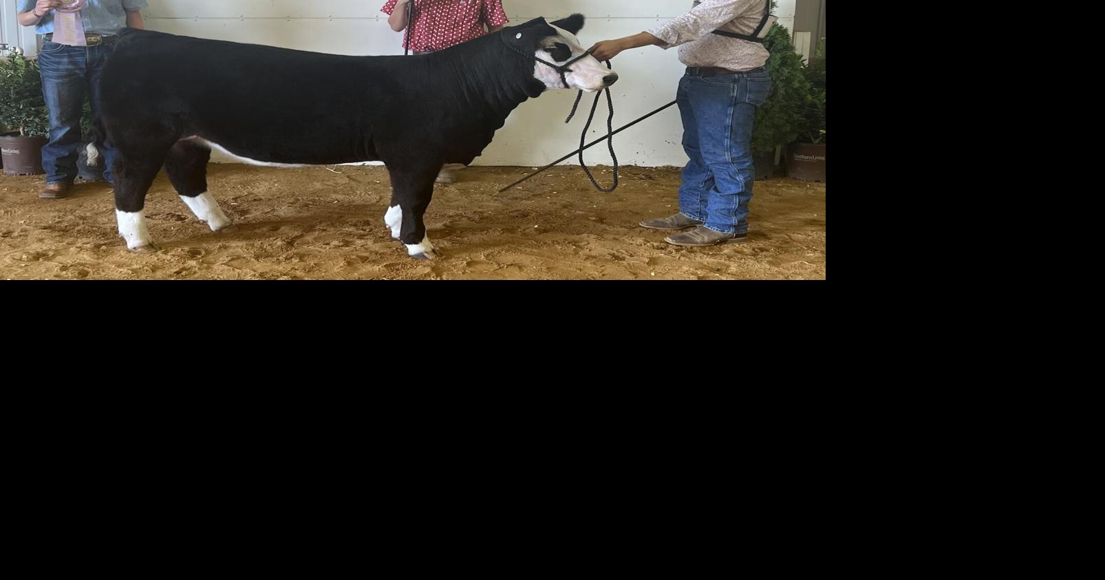 Greene County Fair Junior Beef Show Winners Montgomery, Trivett ...