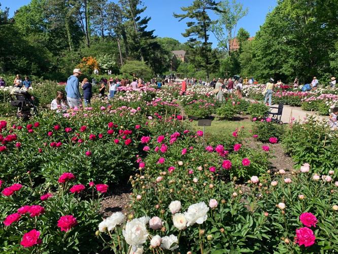 Tens of thousands make peony pilgrimage to Michigan | ACCENT ...