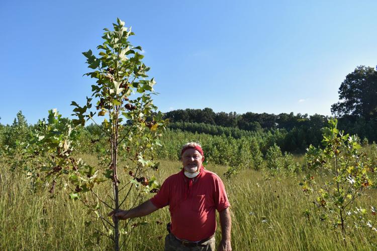 McCamey Named Tennessee Tree Farmer Of The Year | Local News ...