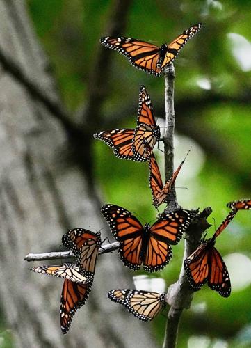 First national analysis finds America's butterflies are disappearing at ...