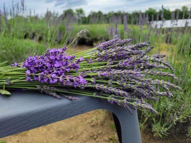 Breathe in the Beauty: Midfield Lavender Farm Opens For Visitors May 30 ...