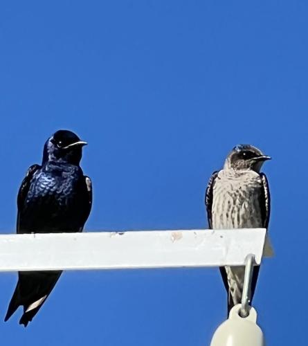 Purple Martins: Greene County Man's Bird Passion Reaches New Heights ...