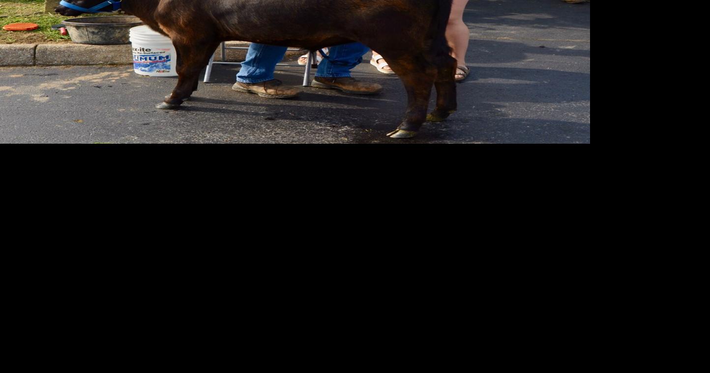 Hundreds Brave Hot Temperatures To Celebrate Beef Days | Local News ...