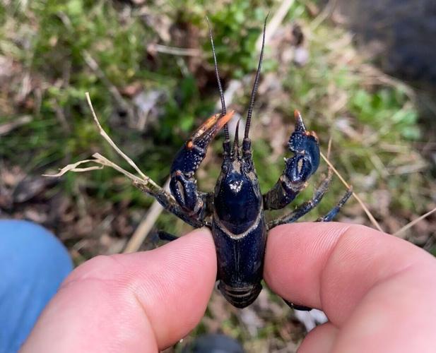 TWRA Examining Potential New Crayfish Species Discovered By 2 Tusculum ...