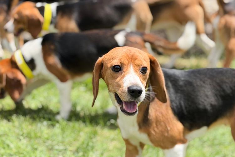 Wisconsin beagle research facility that drew protests is closing as ...