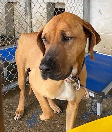 Adoptable Pets At Greeneville-Greene County Humane Society | Animal ...