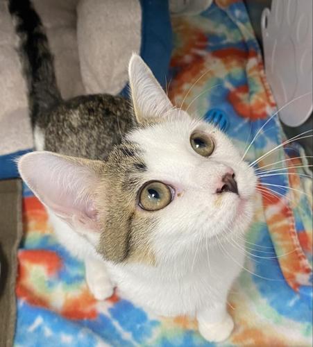 ANIMAL TALK: Petsense Is Host For Adoptable Cats; ‘Fall 4 Paws ...