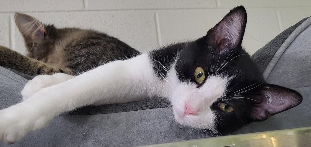 ANIMAL TALK: Petsense Is Host For Adoptable Cats; ‘Fall 4 Paws ...