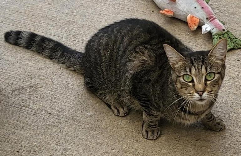 ANIMAL TALK: Petsense Is Host For Adoptable Cats; ‘Fall 4 Paws ...