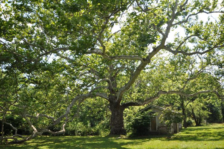 MASSEY: The Crucible Of Valley Forge | Local News | greenevillesun.com