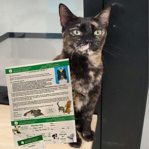 At The Shelter: Humane Society's Annual Membership Drive Underway ...