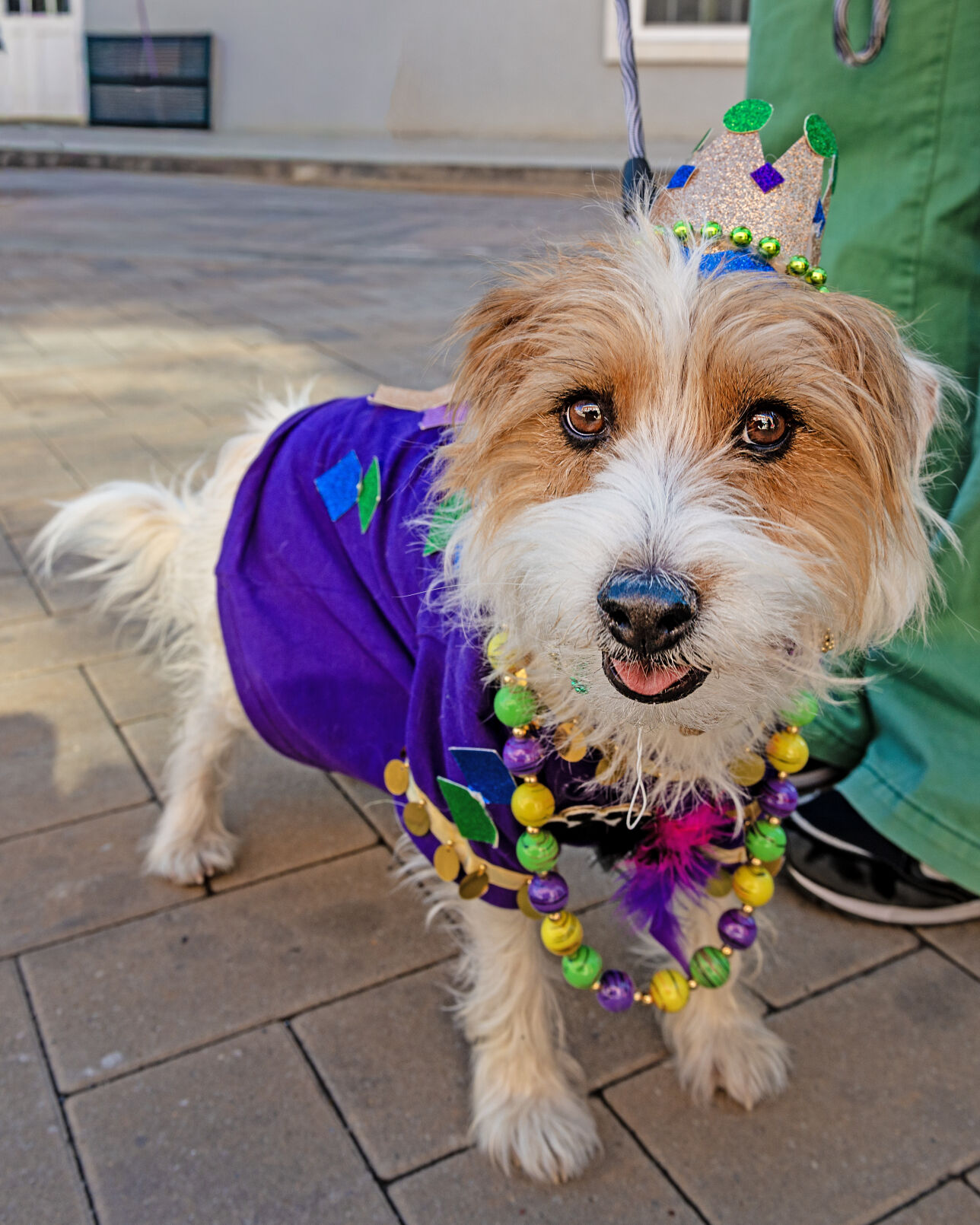 Downtown Goes to the Dogs for Mardi Growl | News | greenevillesun.com