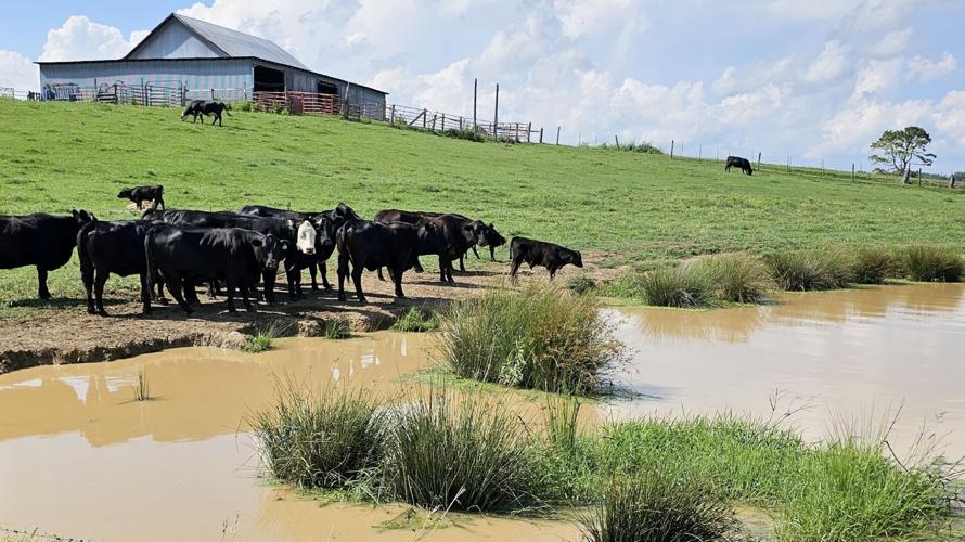 Hot Days. Cool Cows. | Local News | greenevillesun.com