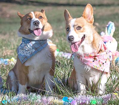 Corgis Of Greeneville Group To Meet Saturday | Local News ...