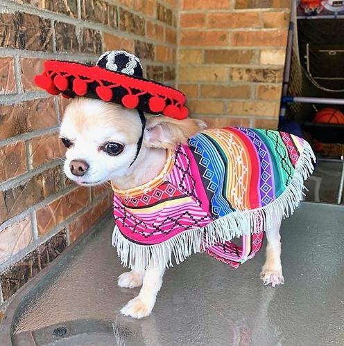 At The Shelter: A Sad Goodbye And Howl-O-Ween Contest Update | ACCENT ...