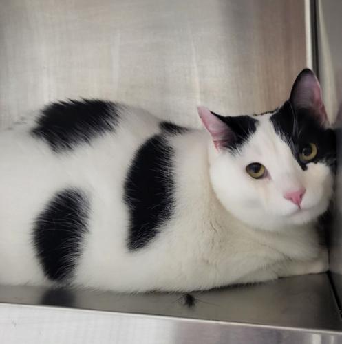ANIMAL TALK: Petsense Is Host For Adoptable Cats; Membership Fundraiser ...