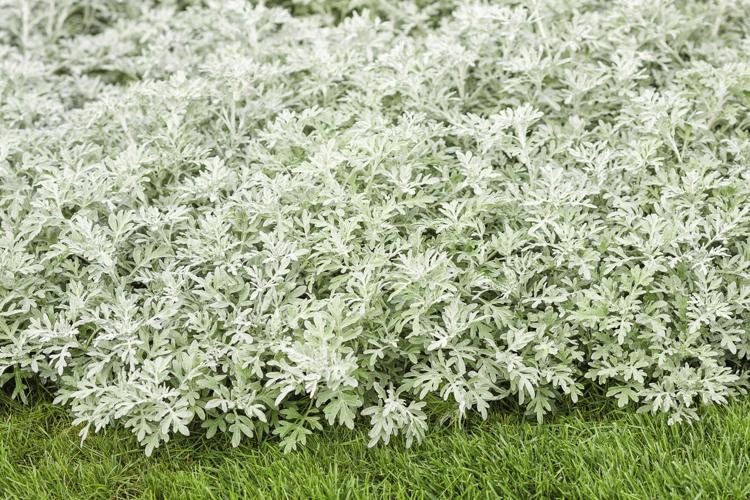 How To Paint With Foilage: Flowers Aren't The Only Way To Add Color To ...