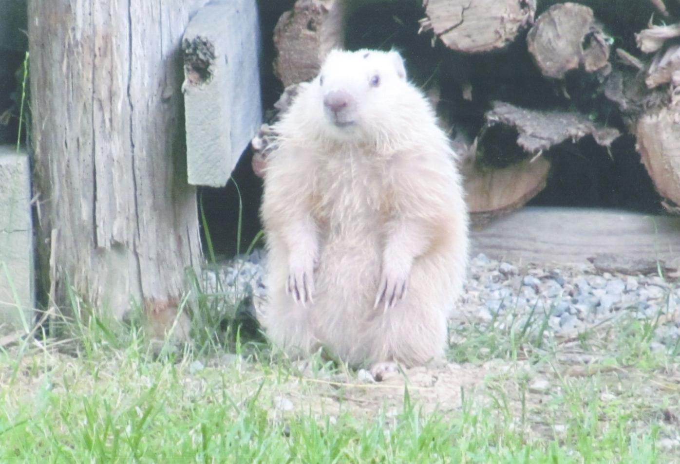 'Albino' Groundhog Spotted In North Greene | Local News ...