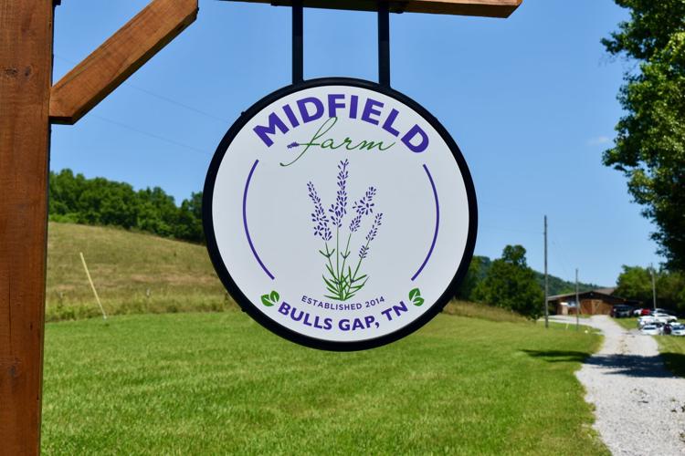 Lavender farm in Bulls Gap holds season's pick-your-own opening day ...