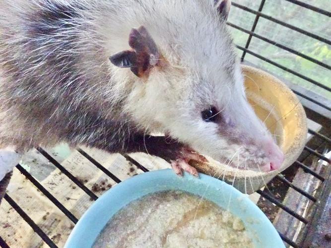 At The Shelter: Penny The Possum Finds Safety | ACCENT | greenevillesun.com