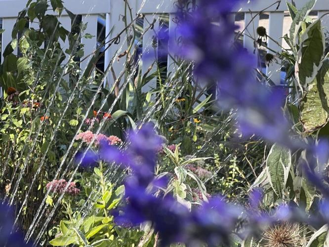 GARDENING: A Look At The Best Times Of Day For Watering, Planting ...
