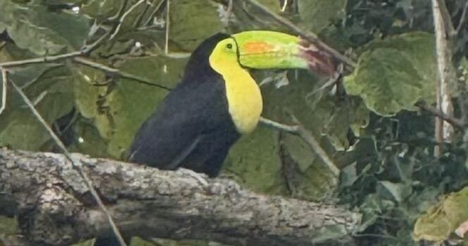 Toucan In Florida Is Not Dolly; Could She Be Closer To Home? | Local ...