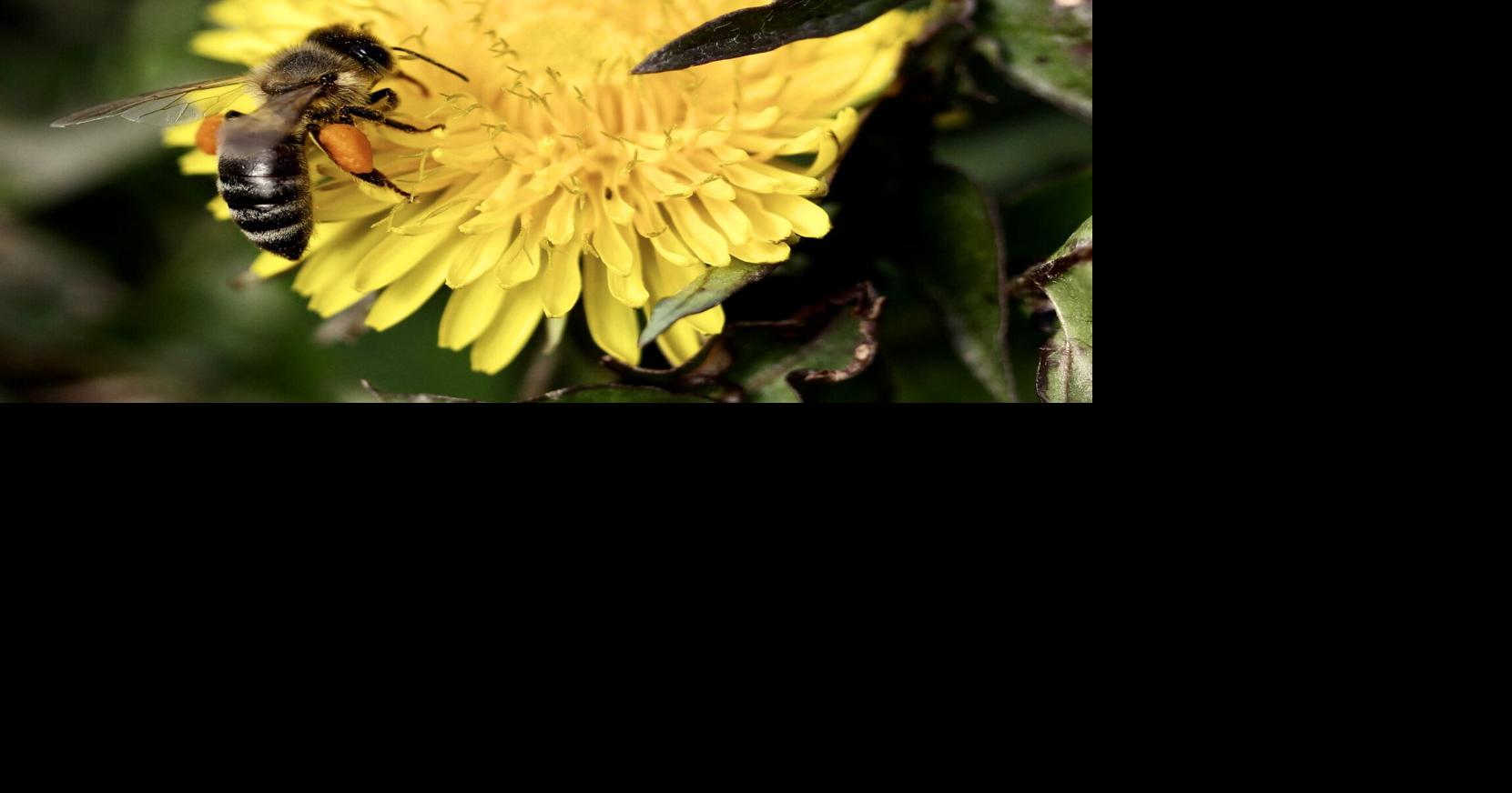 Dandelions Are Our Friends, Especially To Honey Bees | Clubs ...