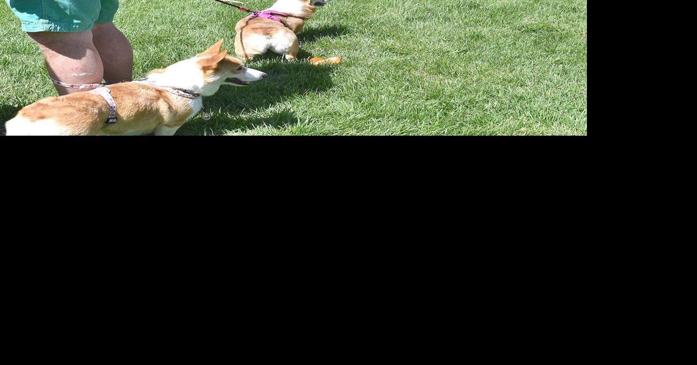 Corgis Of Greeneville Hosts 1st Meet And Greet | Local News ...