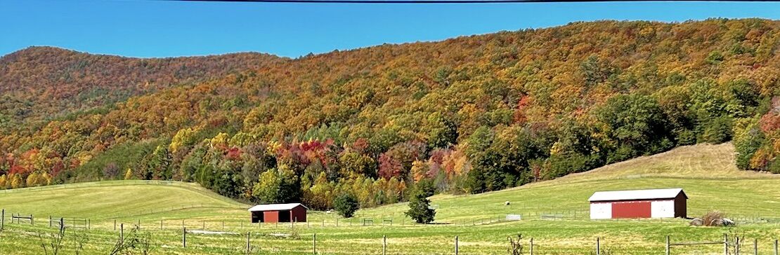 What Causes Leaves To Change Into Their Fall Colors? | Local News ...