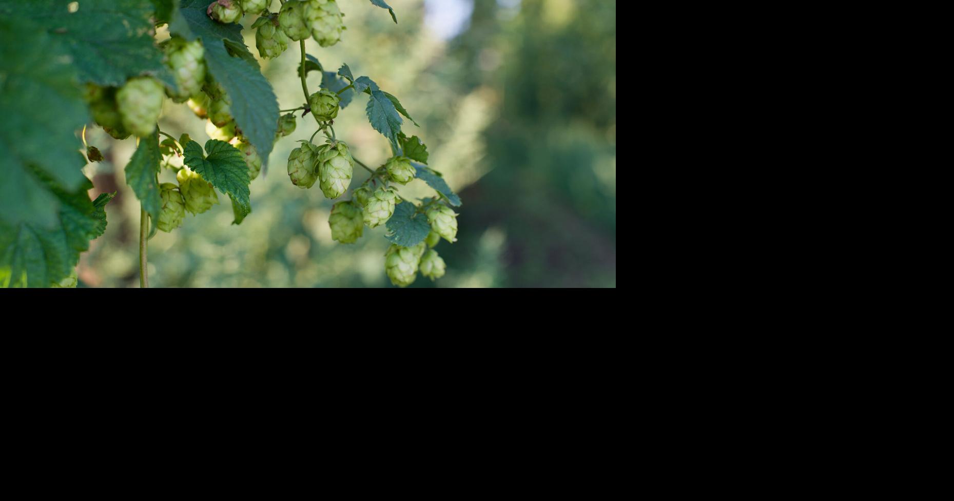 UT Hopyard Grand Opening Set June 15 | Agriculture | greenevillesun.com