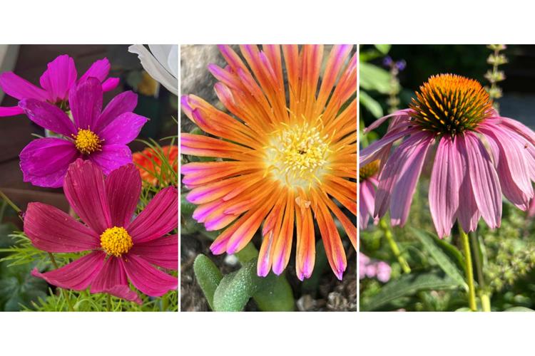 GARDENING: Flower gardens endure hot, dry summers better if you choose ...