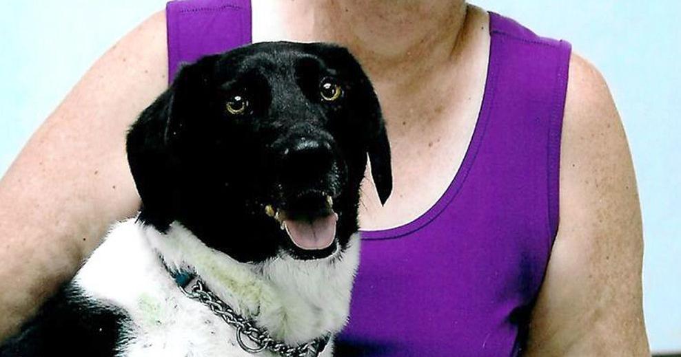 Kat Rollins: A Dog's Best Friend | Local News | greenevillesun.com